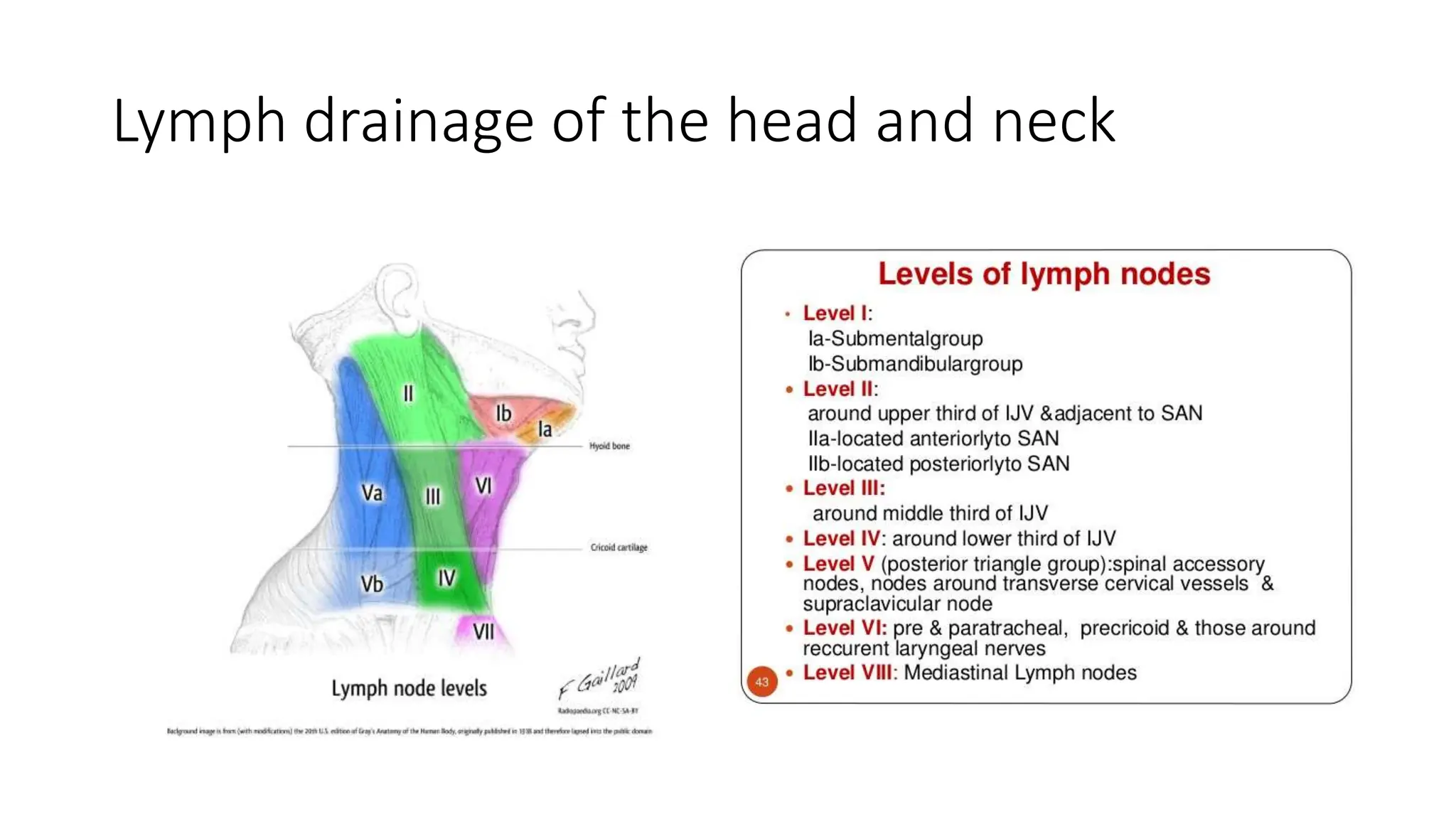 The Anatomy of the Neck.pptx pharynx and larynx | PPT