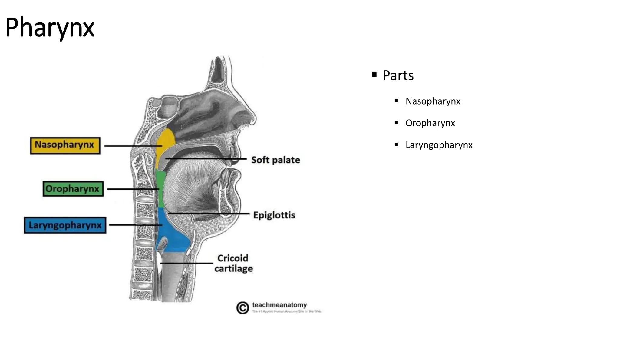 The Anatomy of the Neck.pptx pharynx and larynx | PPT