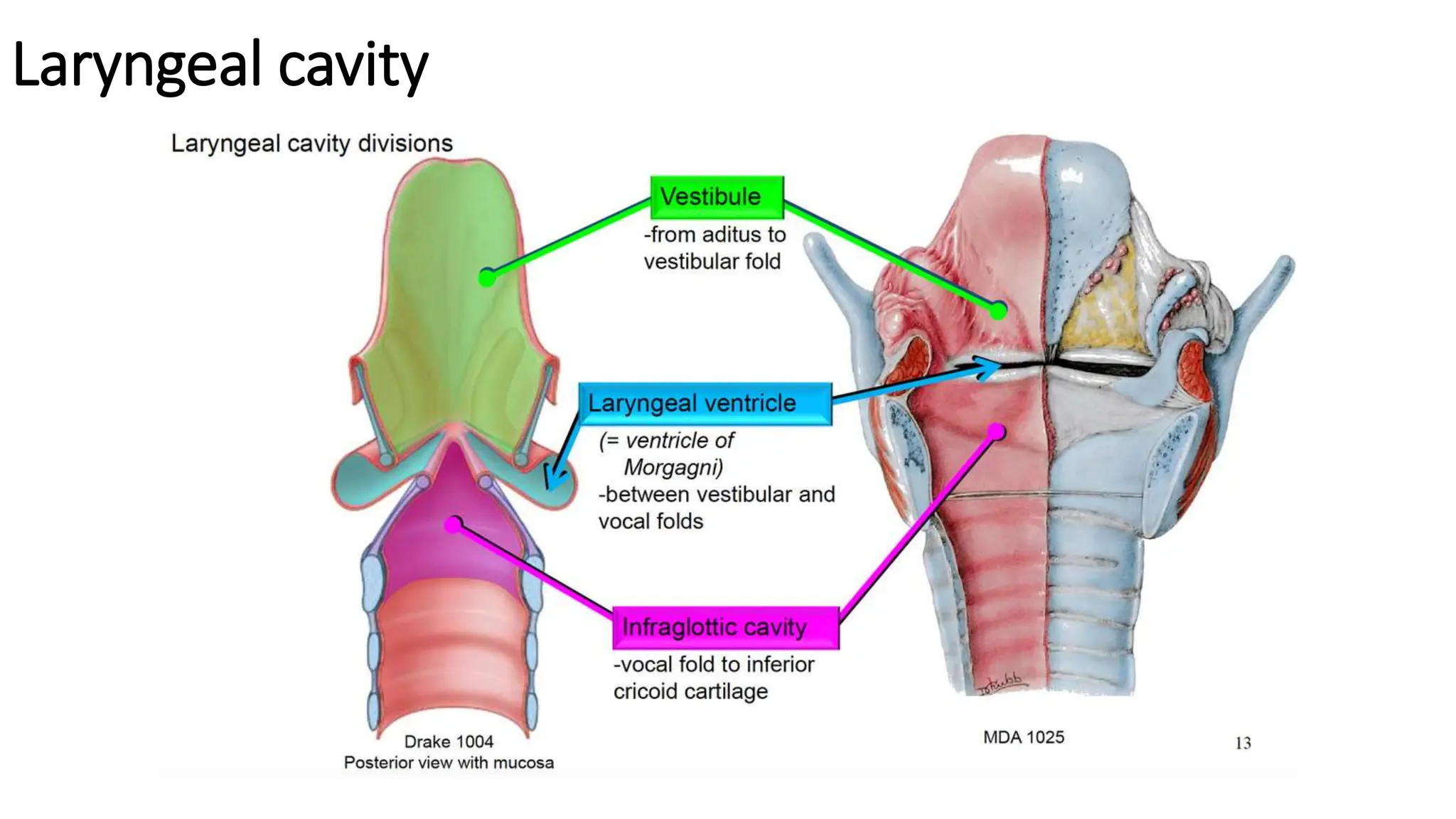 The Anatomy of the Neck.pptx pharynx and larynx | PPT