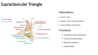 The Anatomy of the Neck.pptx pharynx and larynx | PPTX