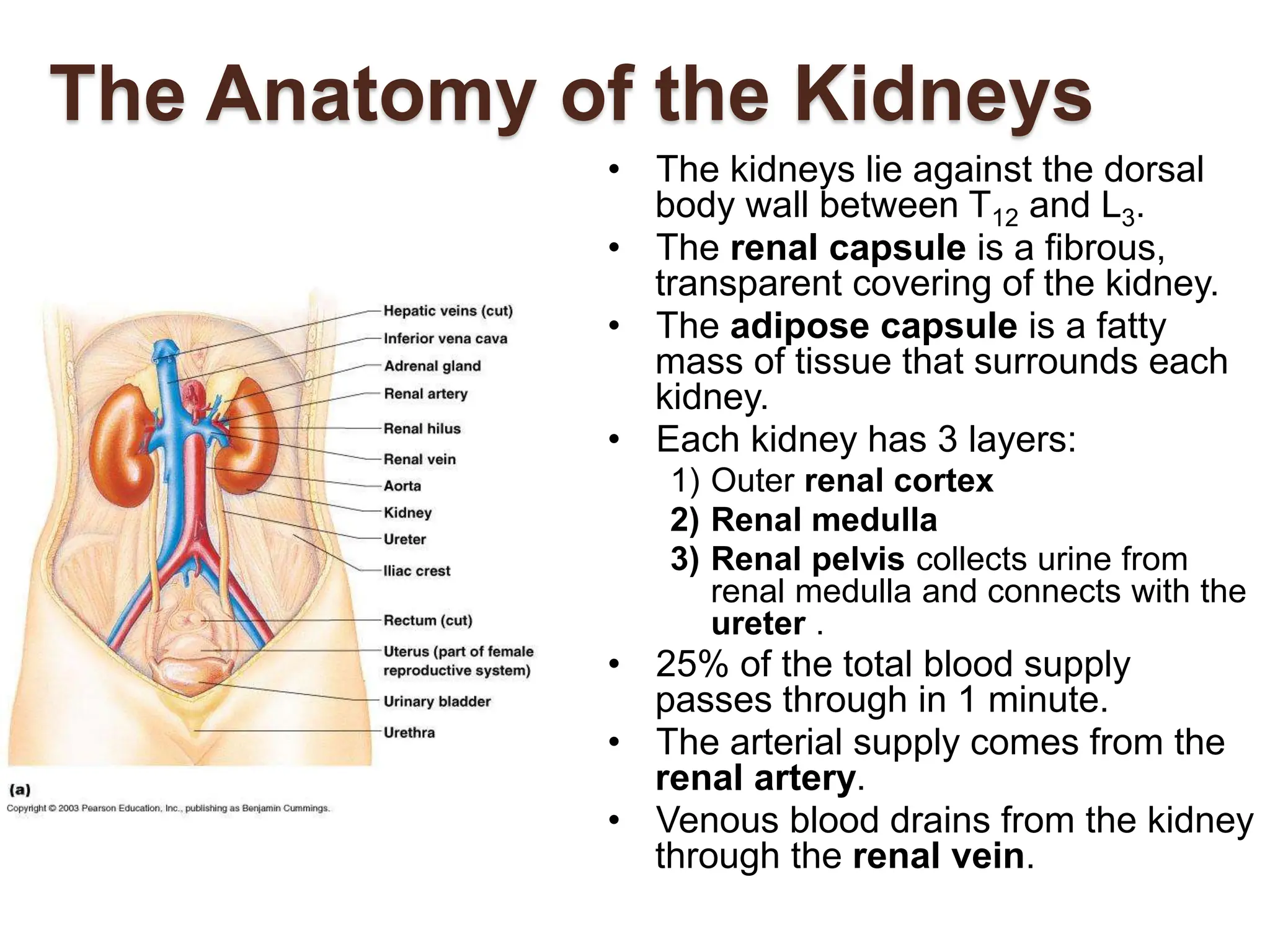 The Anatomy & Physiology of the Kidneys.pptx