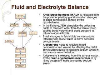 The Anatomy & Physiology of the Kidneys.pptx