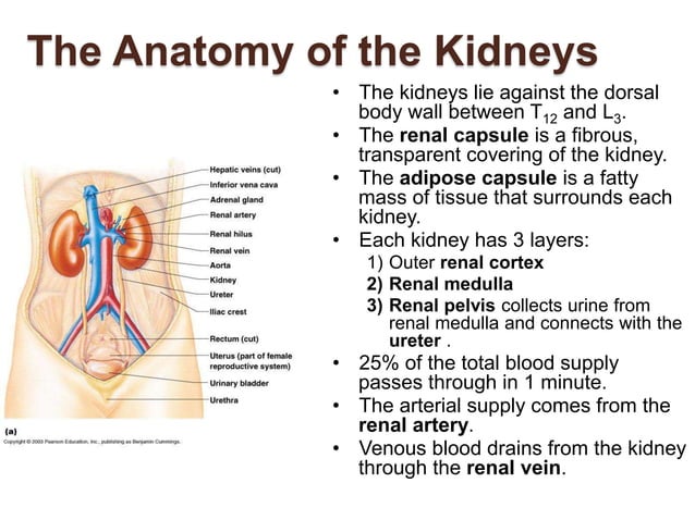 The Anatomy & Physiology of the Kidneys.pptx