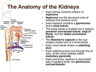 The Anatomy & Physiology of the Kidneys.pptx