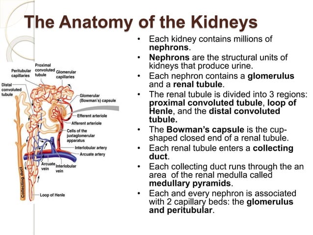 The Anatomy & Physiology of the Kidneys.pptx