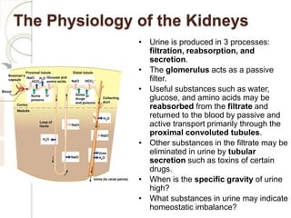 The Anatomy & Physiology of the Kidneys.pptx
