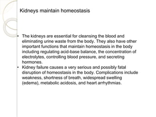 The Anatomy & Physiology of the Kidneys.pptx
