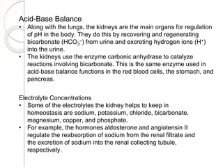 The Anatomy & Physiology of the Kidneys.pptx