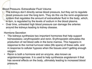 The Anatomy & Physiology of the Kidneys.pptx