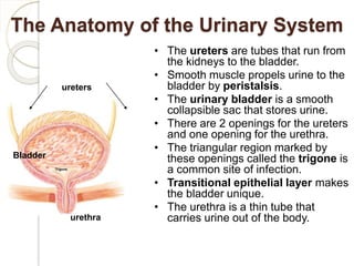 The Anatomy & Physiology of the Kidneys.pptx