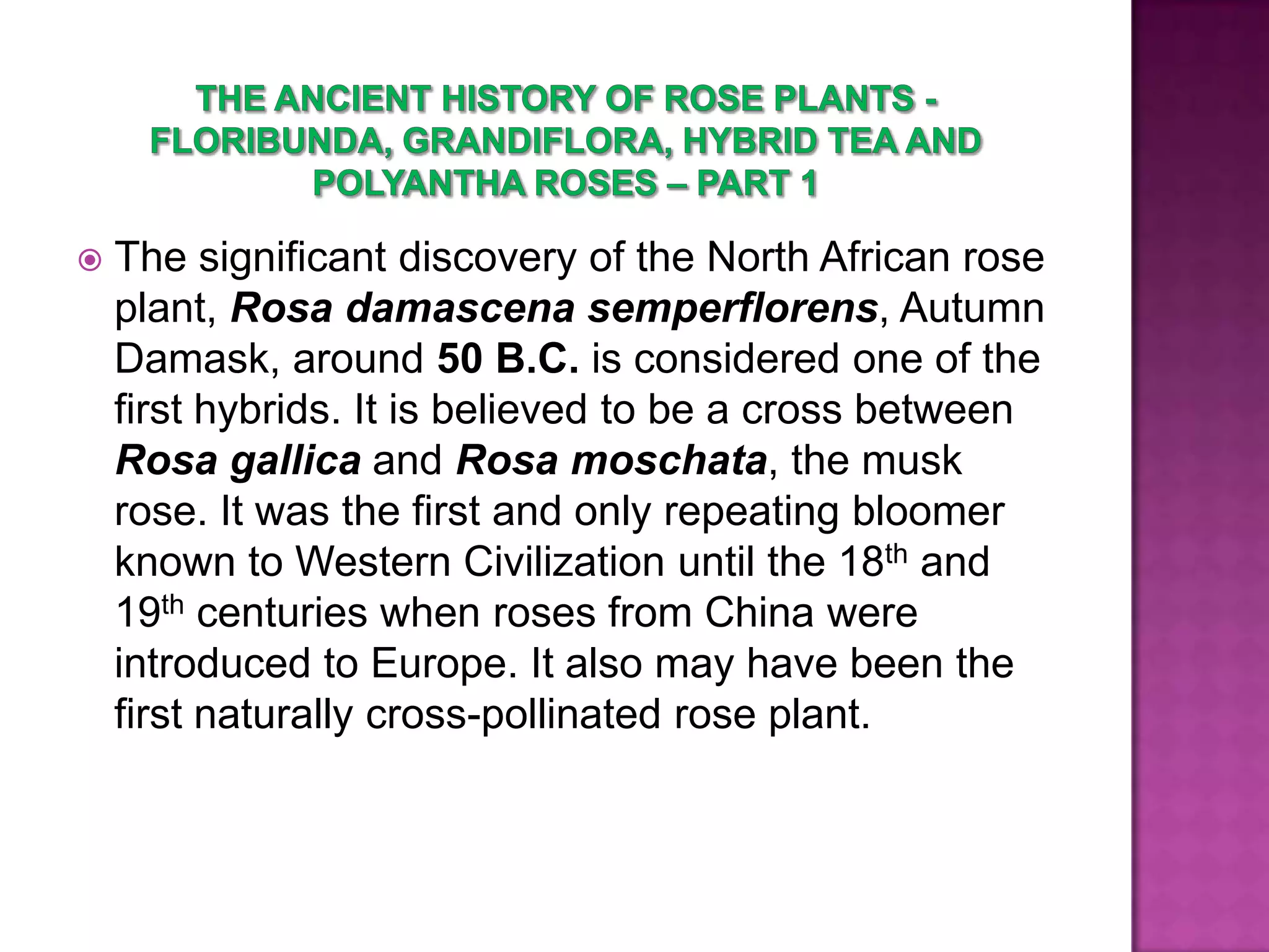 The Ancient History of Rose Plants - Floribunda, Grandiflora, Hybrid ...