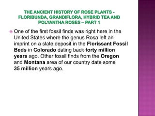 The Ancient History of Rose Plants - Floribunda, Grandiflora, Hybrid ...