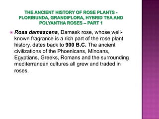 The Ancient History of Rose Plants - Floribunda, Grandiflora, Hybrid ...