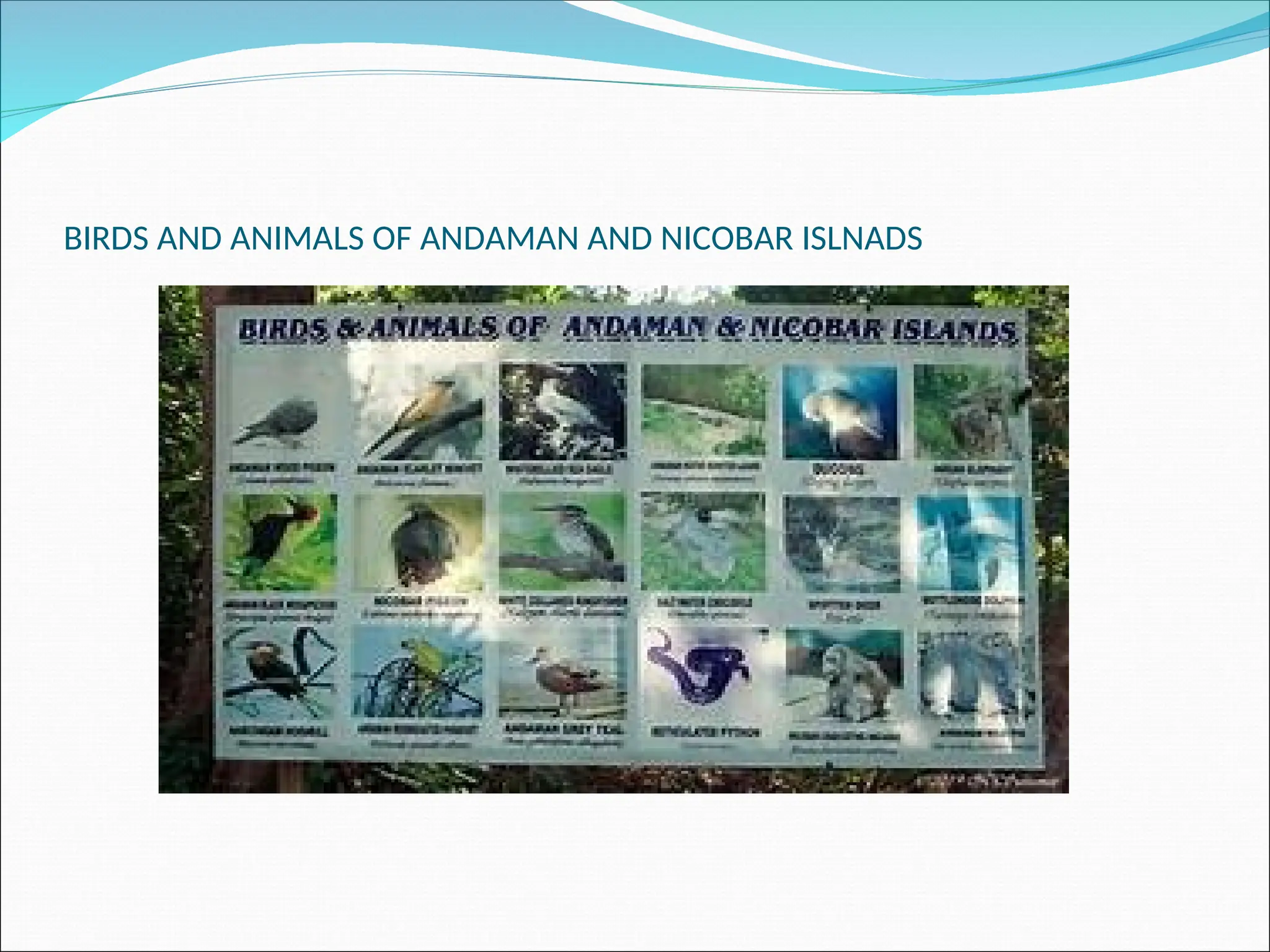 PPT ON THE ANDAMAN AND NICOBAR ISLANDS.ppt