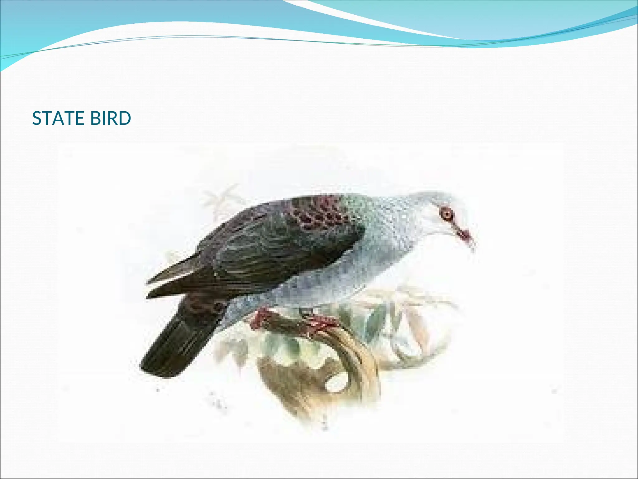 PPT ON THE ANDAMAN AND NICOBAR ISLANDS.ppt