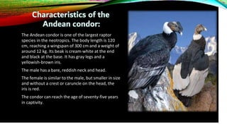 THE ANDEAN CONDOR (1)YSG.docxjdjdjdjdjfbxjfjjff | DOCX | Birds | Pets