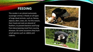 THE ANDEAN CONDOR (1)YSG.docxjdjdjdjdjfbxjfjjff | DOCX