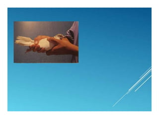 The anesthesia of birds and lab animals | PPTX