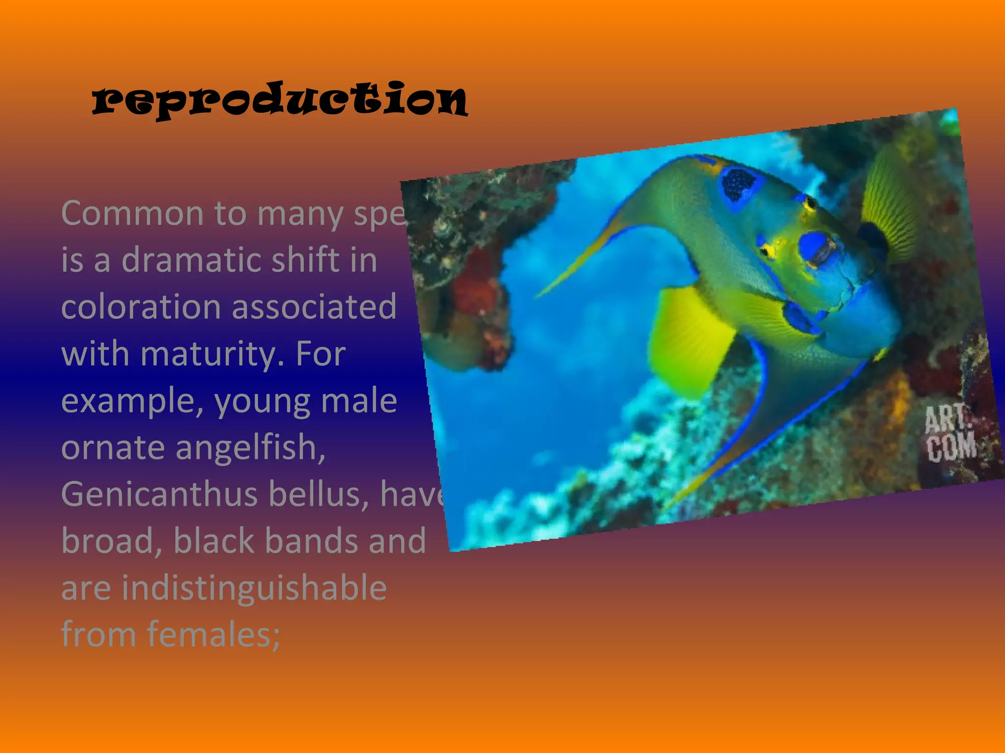 The angel fish by laura r | PPS