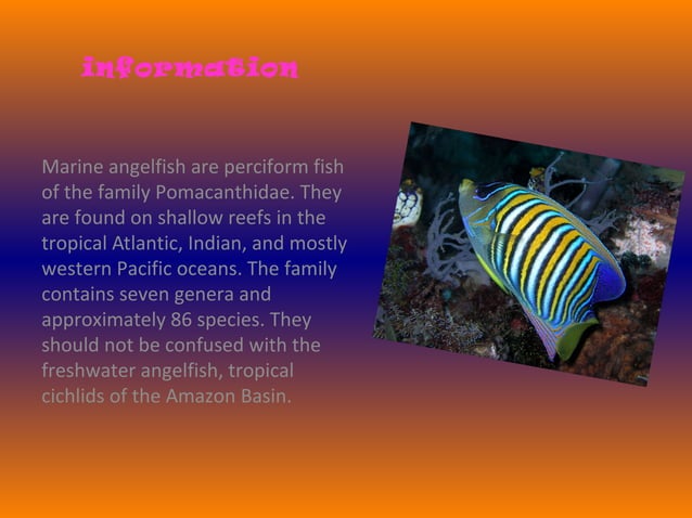 The angel fish by laura r | PPS | Fish and Aquariums | Pets