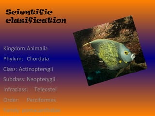 The angel fish by laura r | PPS | Fish and Aquariums | Pets