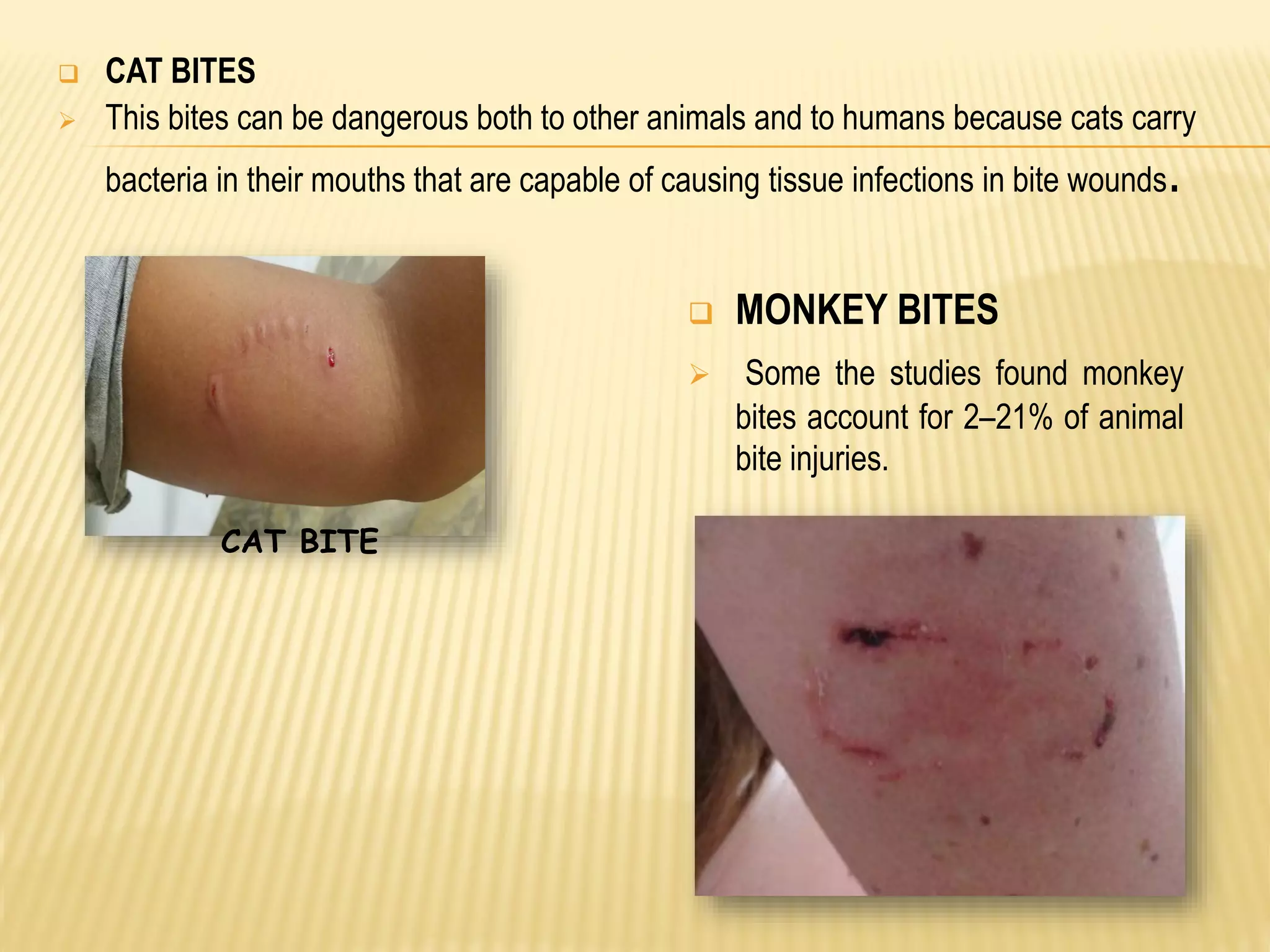 THE ANIMAL BITES AND WOUNDS | PDF