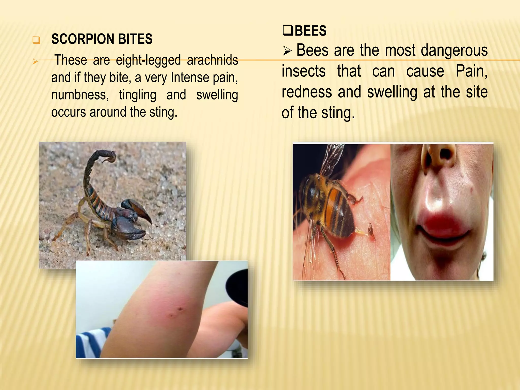 THE ANIMAL BITES AND WOUNDS | PDF