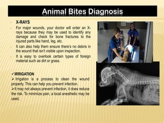 THE ANIMAL BITES AND WOUNDS | PDF