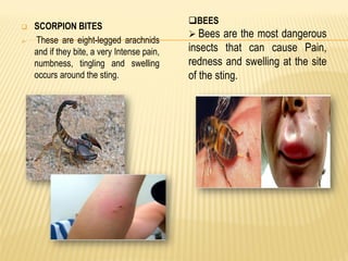 THE ANIMAL BITES AND WOUNDS | PDF