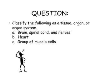 Introduction to the Animal Cell presentation | PPT