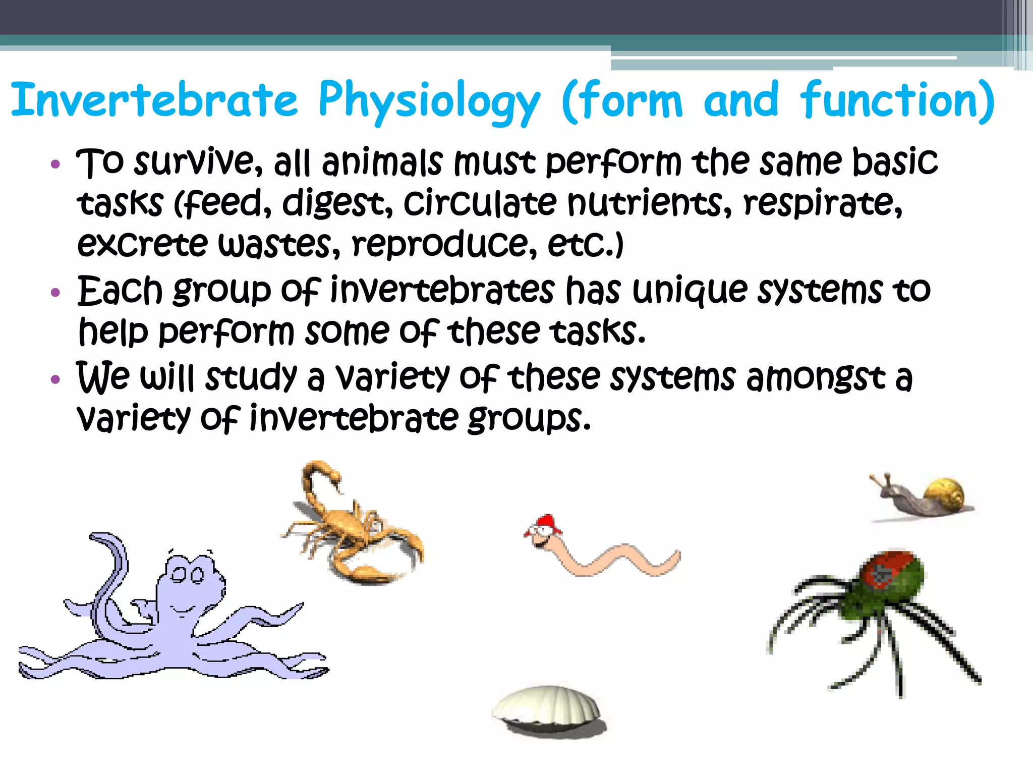 The animal kingdom | PPTX