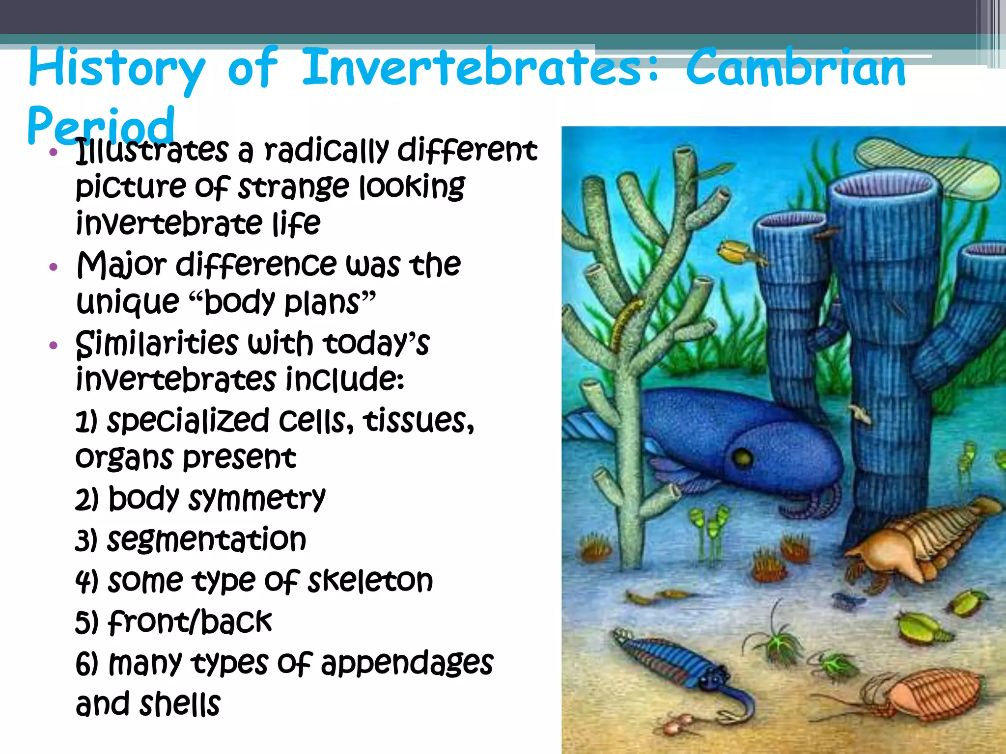 The animal kingdom | PPTX