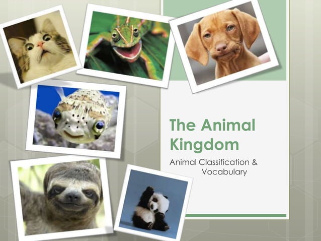 The Animal Kingdom | PPT