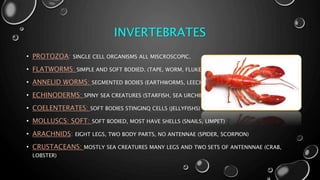 The animal kingdom | PPT