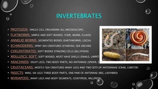 The animal kingdom | PPT