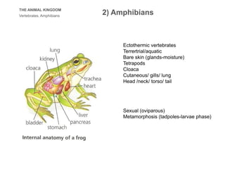 The Animal Kingdom | PDF