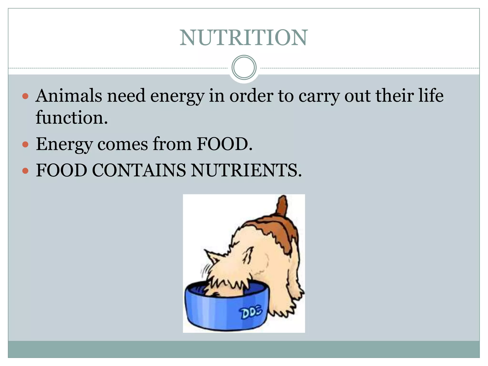 The animal kingdom | PPT