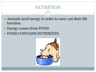 The animal kingdom | PPT