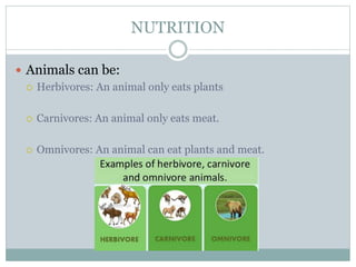 The animal kingdom | PPT