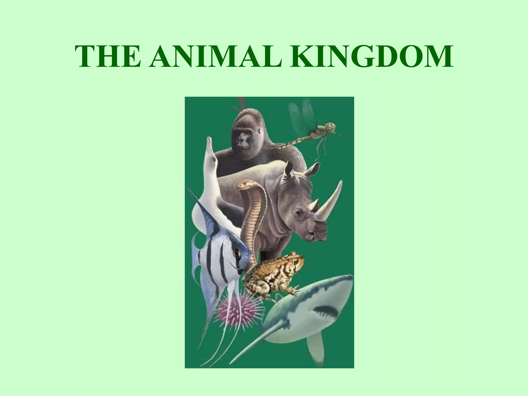 the animal kingdom.ppt