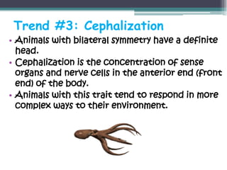 The animal kingdom.pptxrb[1] | PPTX | Digestive Disorders | Diseases ...