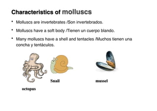 The animal kingdom_1 | PPT