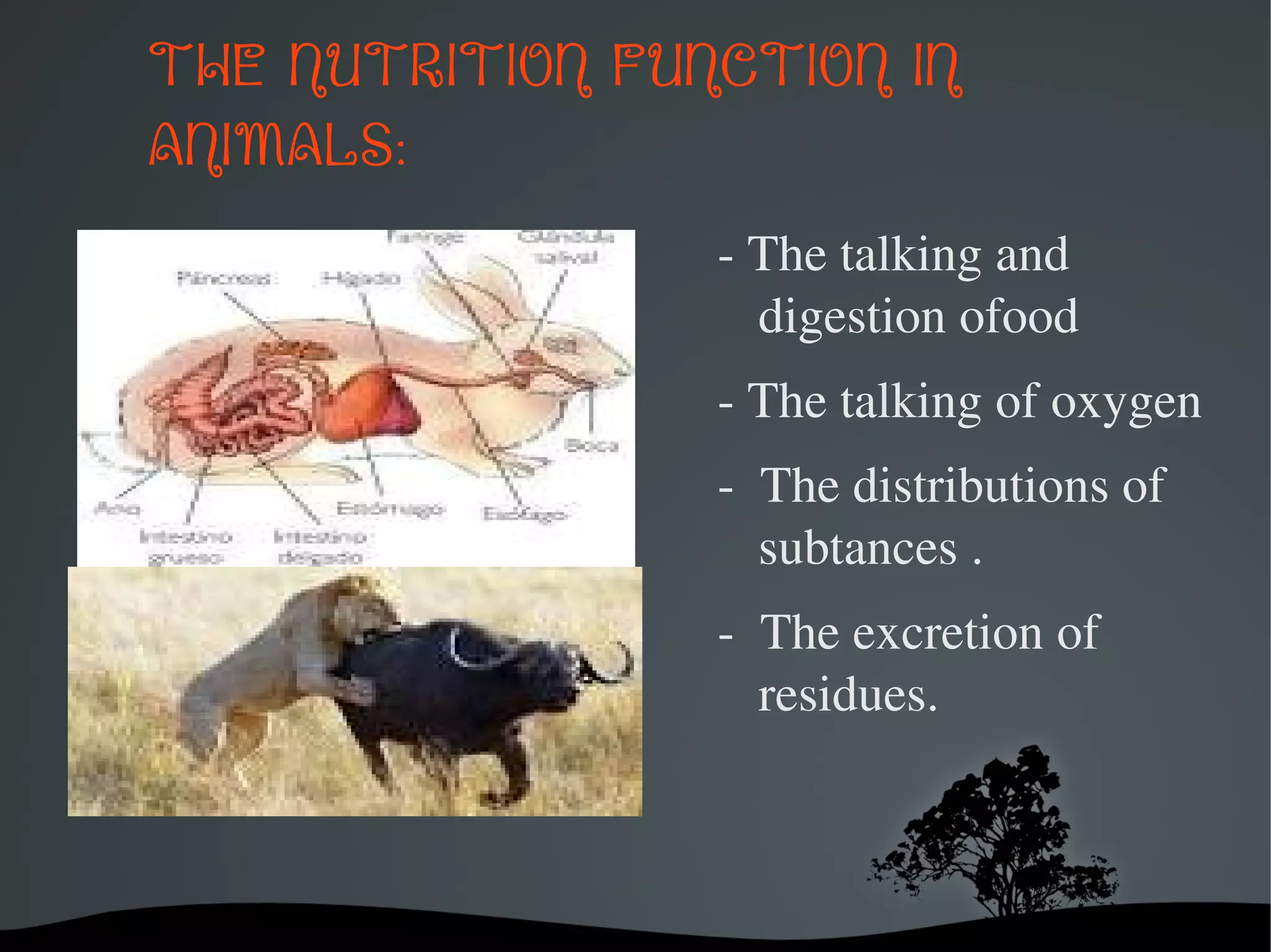 Animals | ODP | Pets