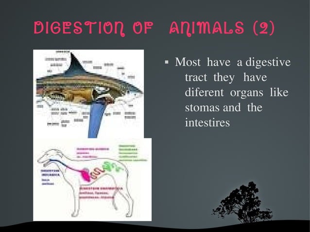 Animals | ODP | Pets