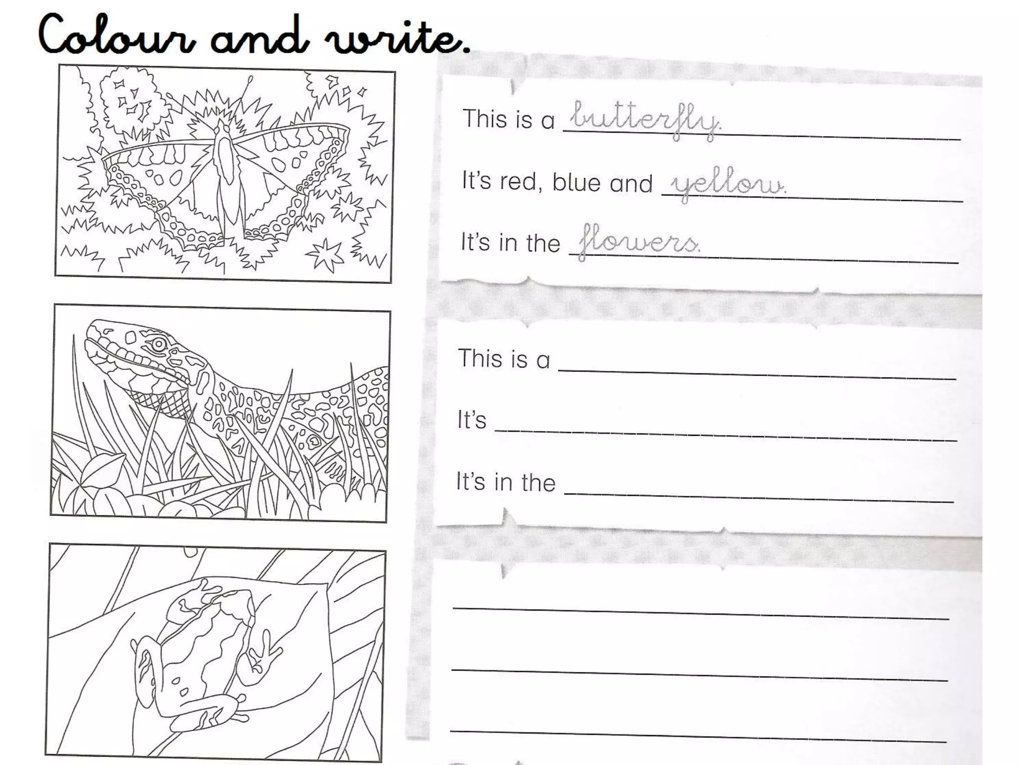 The animals - 3rd grade of primary | PPTX