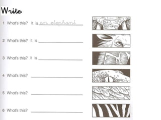 The animals - 3rd grade of primary | PPTX
