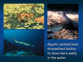 The animals and their habitats | PPT