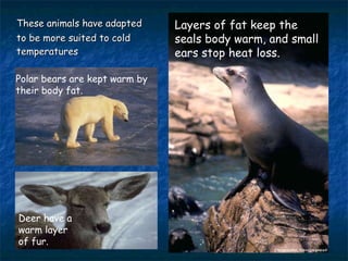 The animals and their habitats | PPT