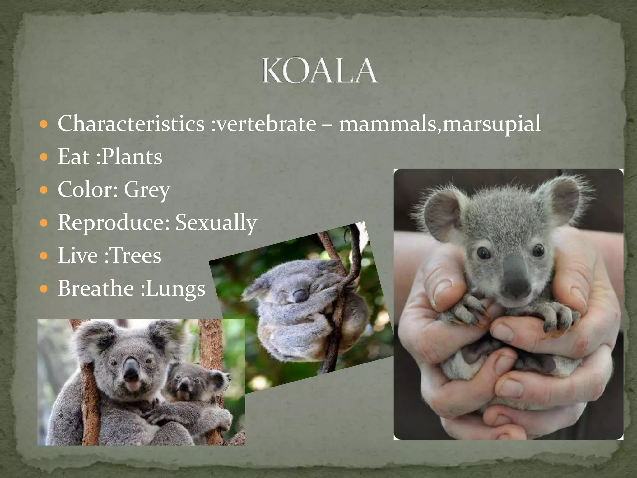 Animals' Presentation G3 | PPTX