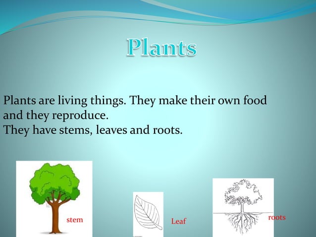 Animals and Plants | PPTX